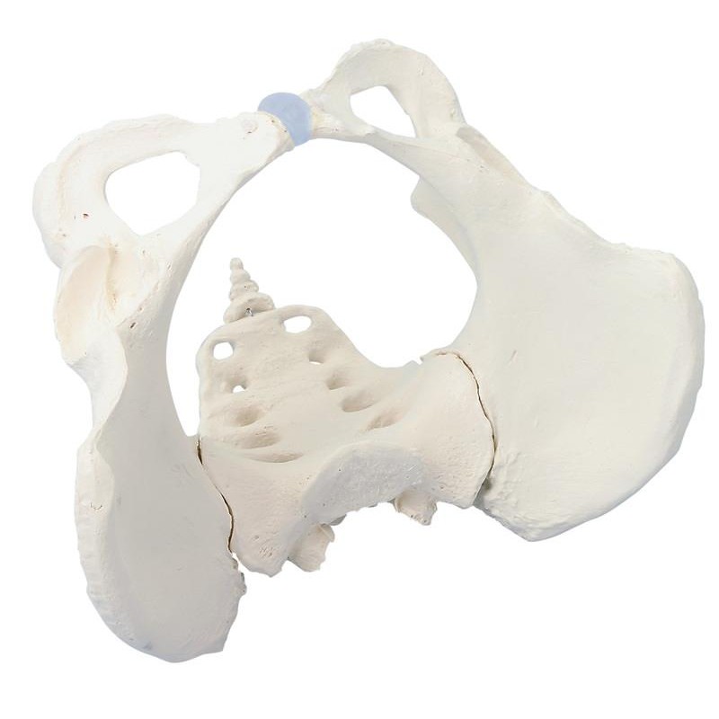 Female Pelvis with Sacrum Model | Health and Care